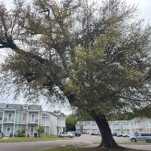 Necaise Tree Service